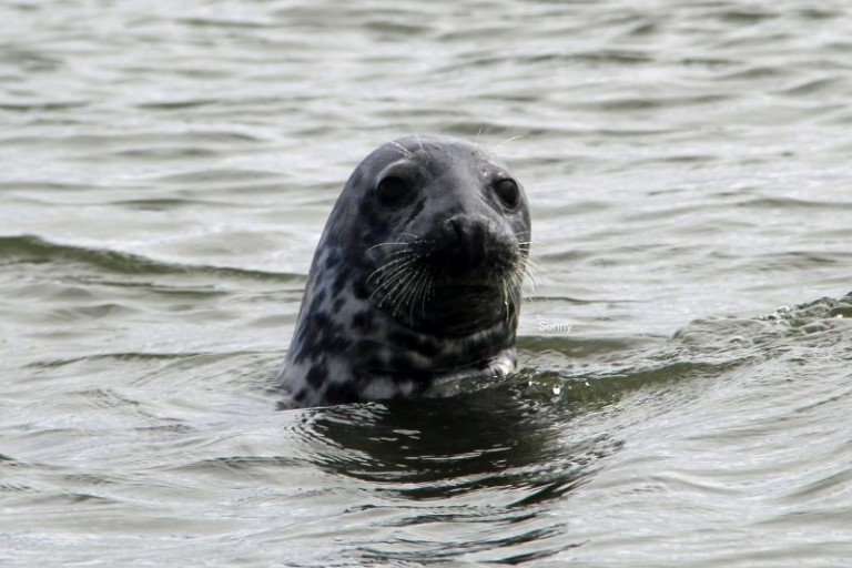 5 things to do on the island Vlieland in Holland