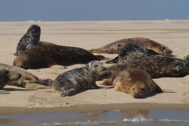 5 things to do on the island Vlieland in Holland