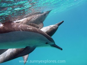 Swimming with wild dolphins in the Red Sea Egypt
