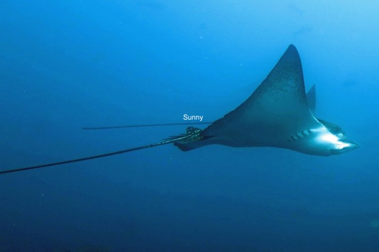 Gordon Rocks: diving in the Galapagos Islands