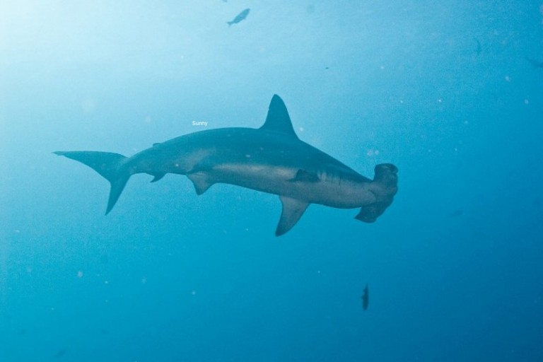 Gordon Rocks: diving in the Galapagos Islands