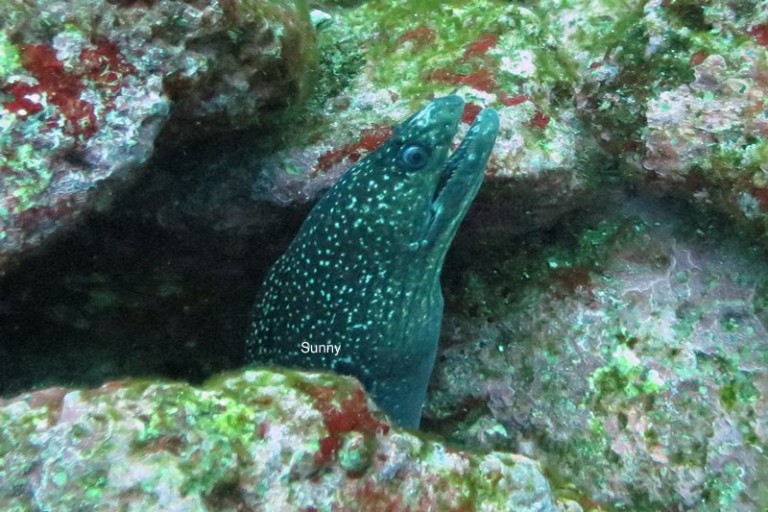 Gordon Rocks: diving in the Galapagos Islands