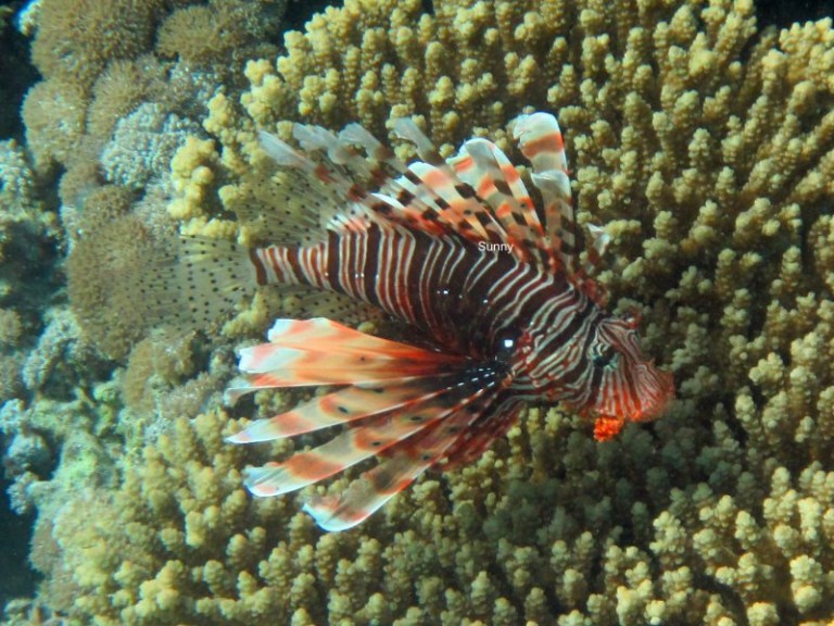Swimming with dolphins in Sataya Reef Egypt