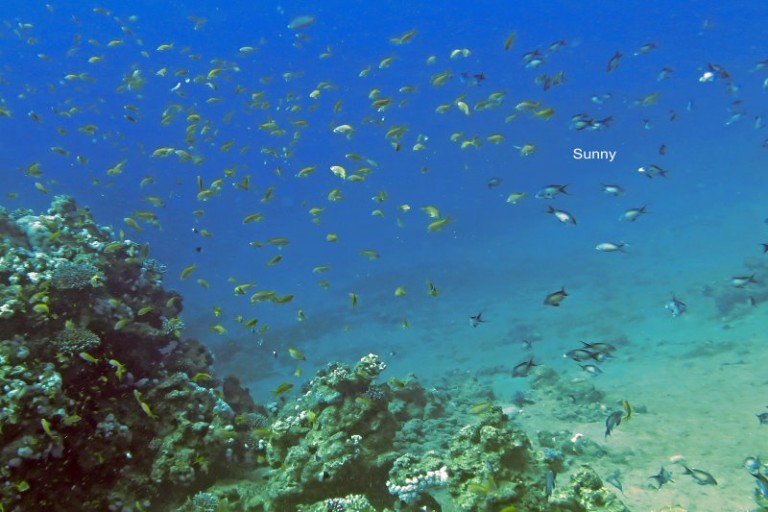 Diving in the Red Sea: Dahab South in Egypt