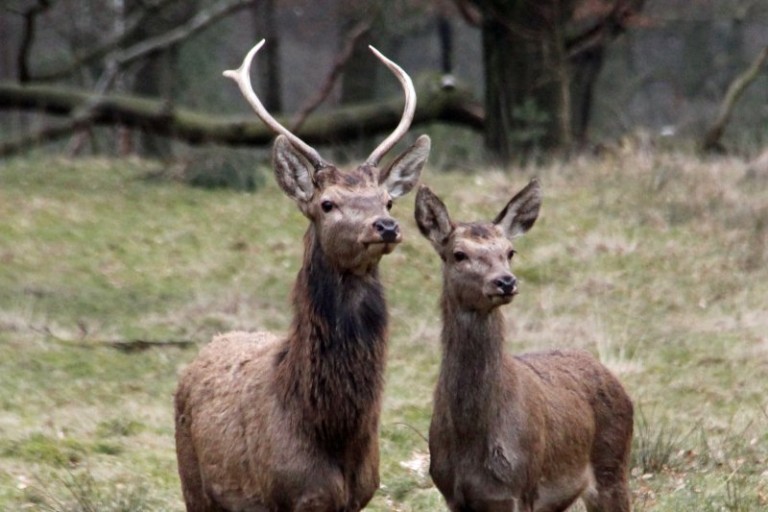 Wildlife watching: a quest for the Dutch ‘Big Five’