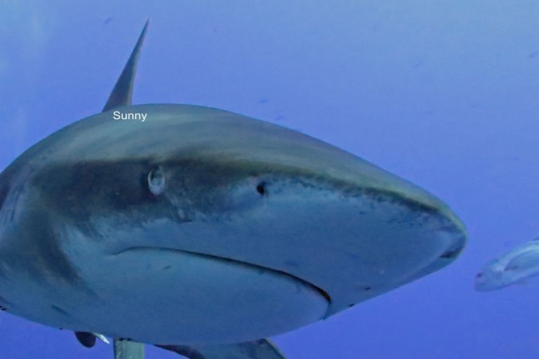 The Golden Triangle: diving Deep South in Egypt