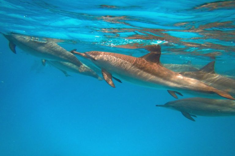 Dolphin magic in the Red Sea in Egypt