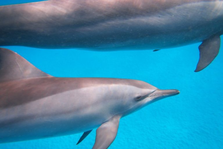 Dolphin magic in the Red Sea in Egypt
