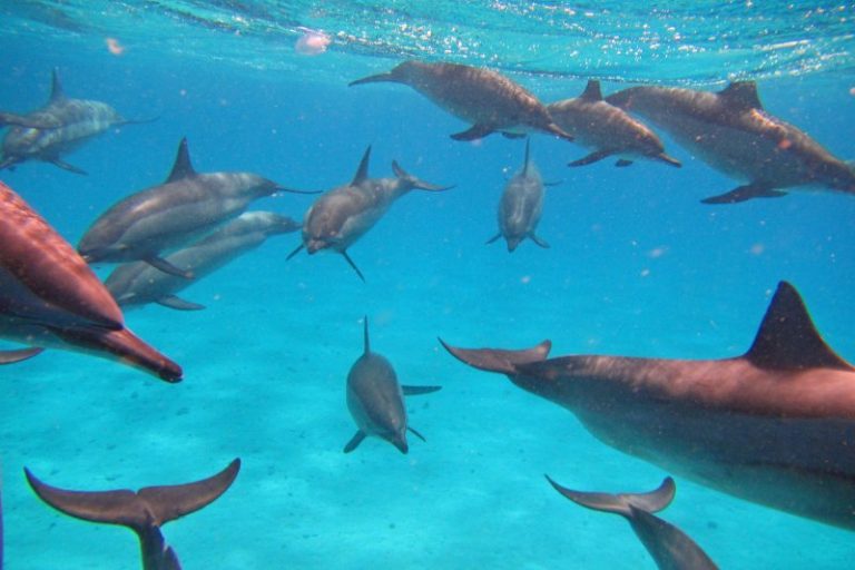 Dolphin magic in the Red Sea in Egypt