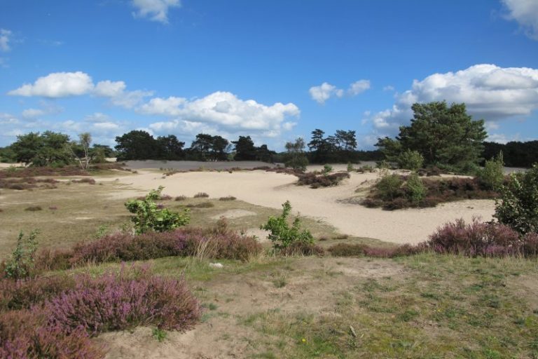 The Soesterduinen: one of the best dog walking areas in the Netherlands