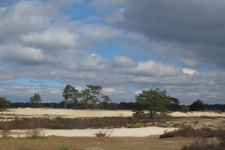 The Soesterduinen: one of the best dog walking areas in the Netherlands