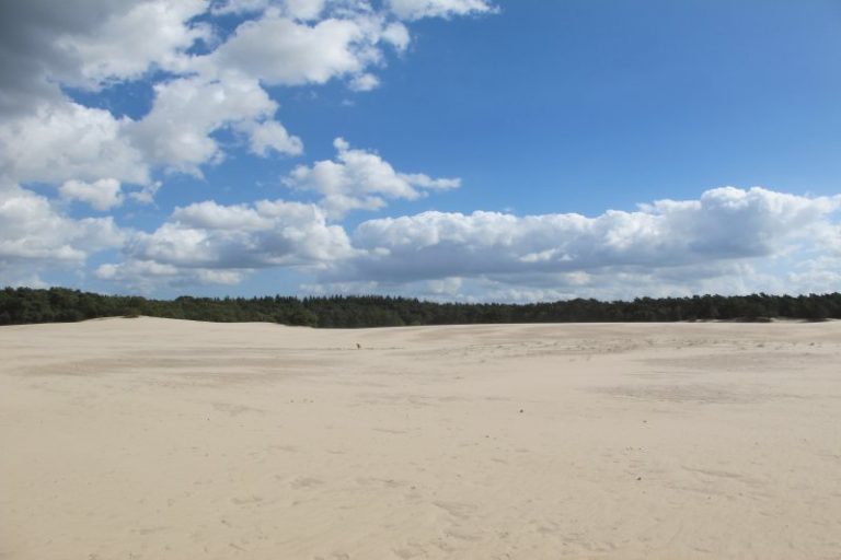 The Soesterduinen: one of the best dog walking areas in the Netherlands