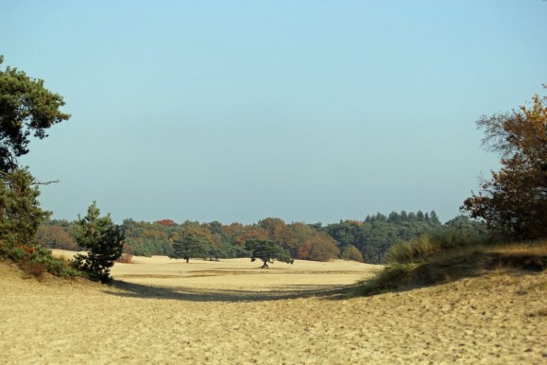 The Soesterduinen: one of the best dog walking areas in the Netherlands