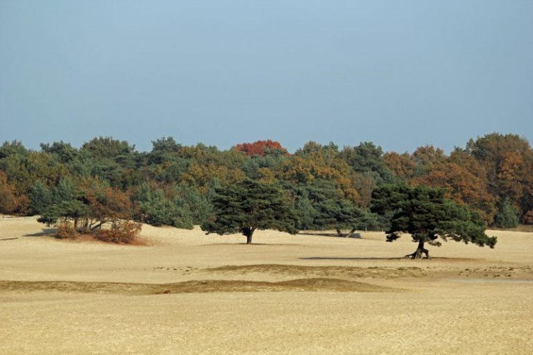 The Soesterduinen: one of the best dog walking areas in the Netherlands
