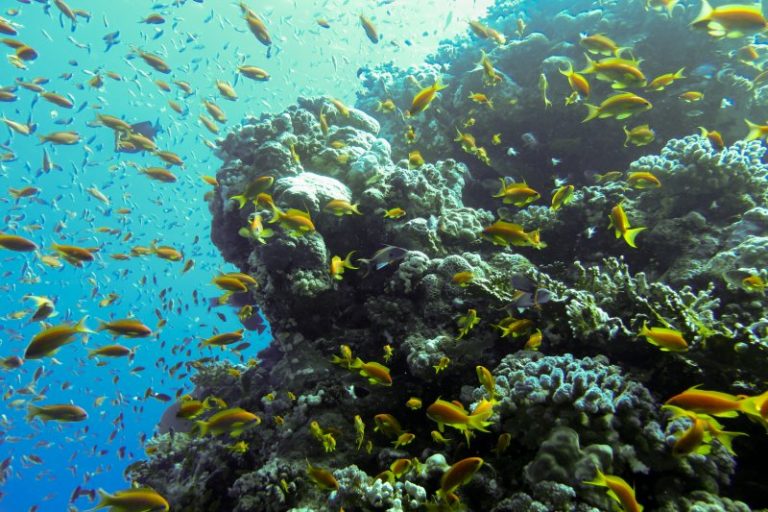 Embarking on a live aboard to the deep south of the Red Sea in Egypt