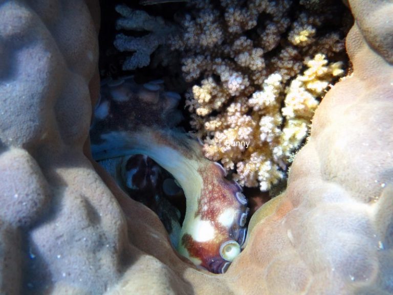 Under water adventures: diving with octopuses