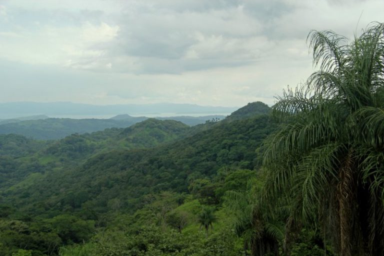 Pura Vida: palm trees in Costa Rica