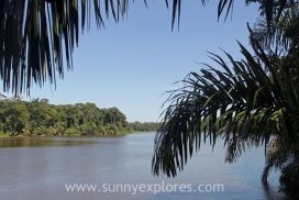 Pura Vida: palm trees in Costa Rica