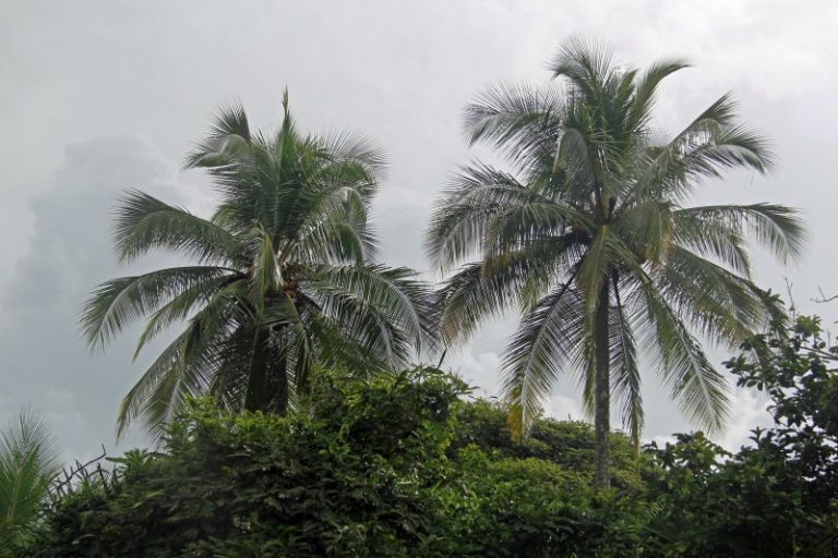 Pura Vida: palm trees in Costa Rica