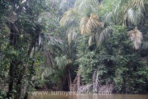 Pura Vida: palm trees in Costa Rica