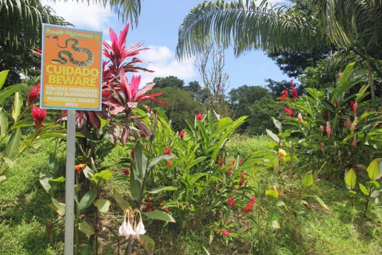 Pura Vida: palm trees in Costa Rica