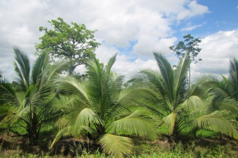 Pura Vida: palm trees in Costa Rica