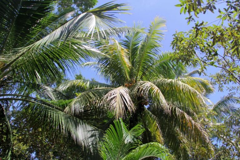 Pura Vida: palm trees in Costa Rica