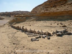 Exploring the el-Fayoum Oasis in Lower Egypt