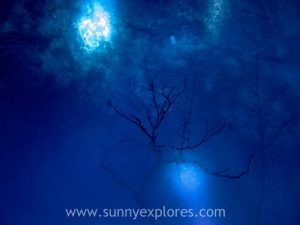Diving the cenotes in Yucatán Mexico: El Pit Cenote
