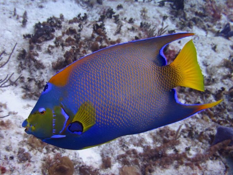 Diving in Mexico: the reefs of Cozumel