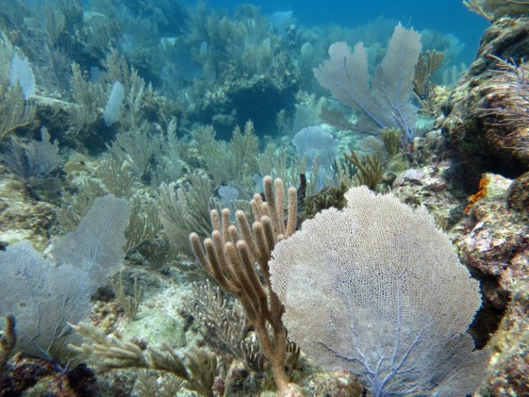 Diving in Mexico: Tulum Reef dives