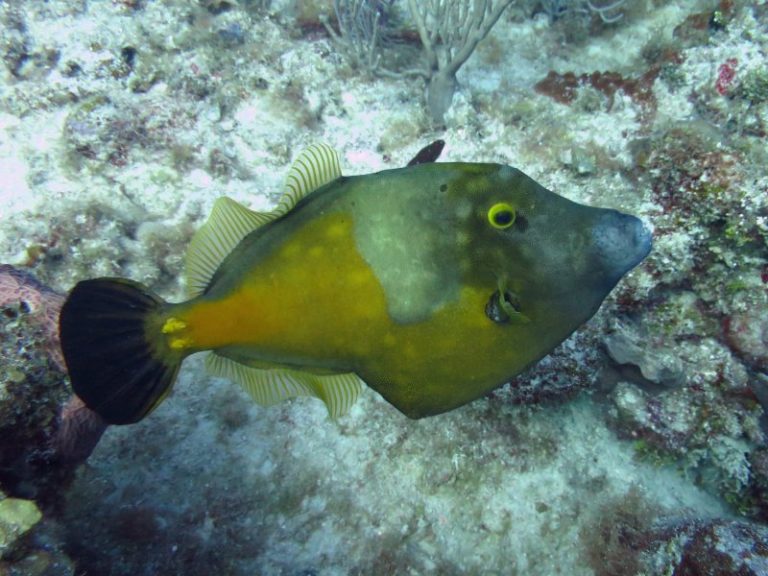 Diving in Mexico: Tulum Reef dives