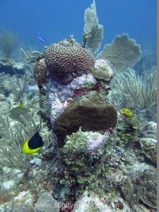 Diving in Mexico: Tulum Reef dives