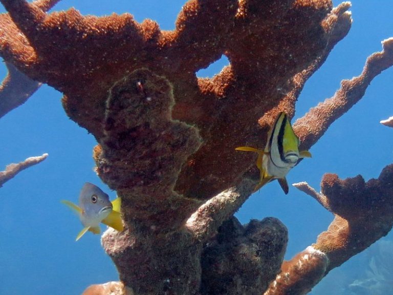 Diving in Mexico: Tulum Reef dives