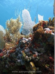 Diving in Mexico: Tulum Reef dives