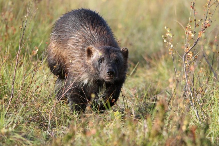 Wildlife adventures: meeting the elusive wolverine in Finland