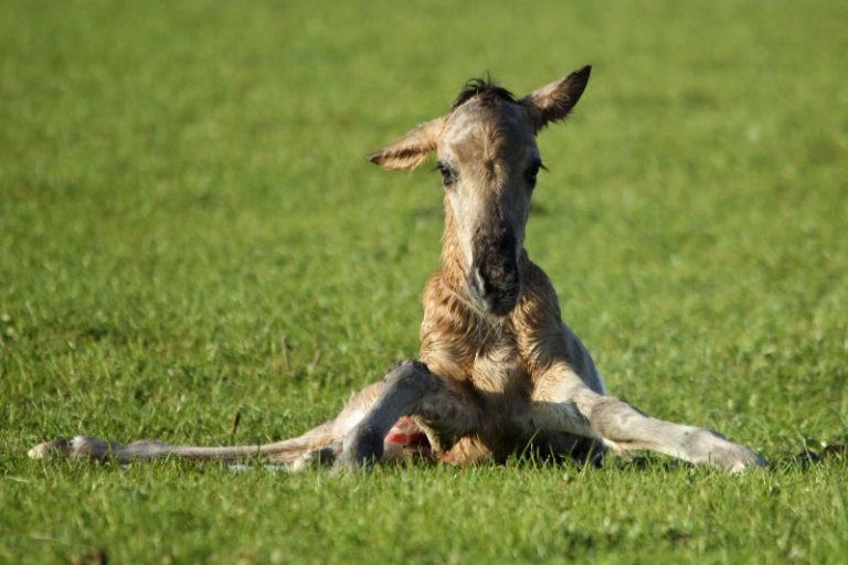 Witnessing the birth of a wild foal