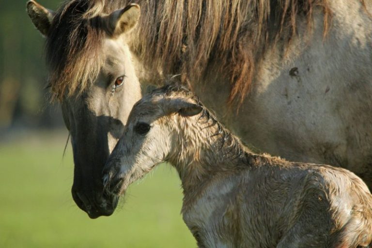 Witnessing the birth of a wild foal