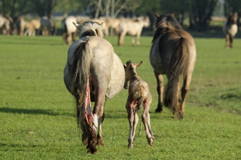 Witnessing the birth of a wild foal